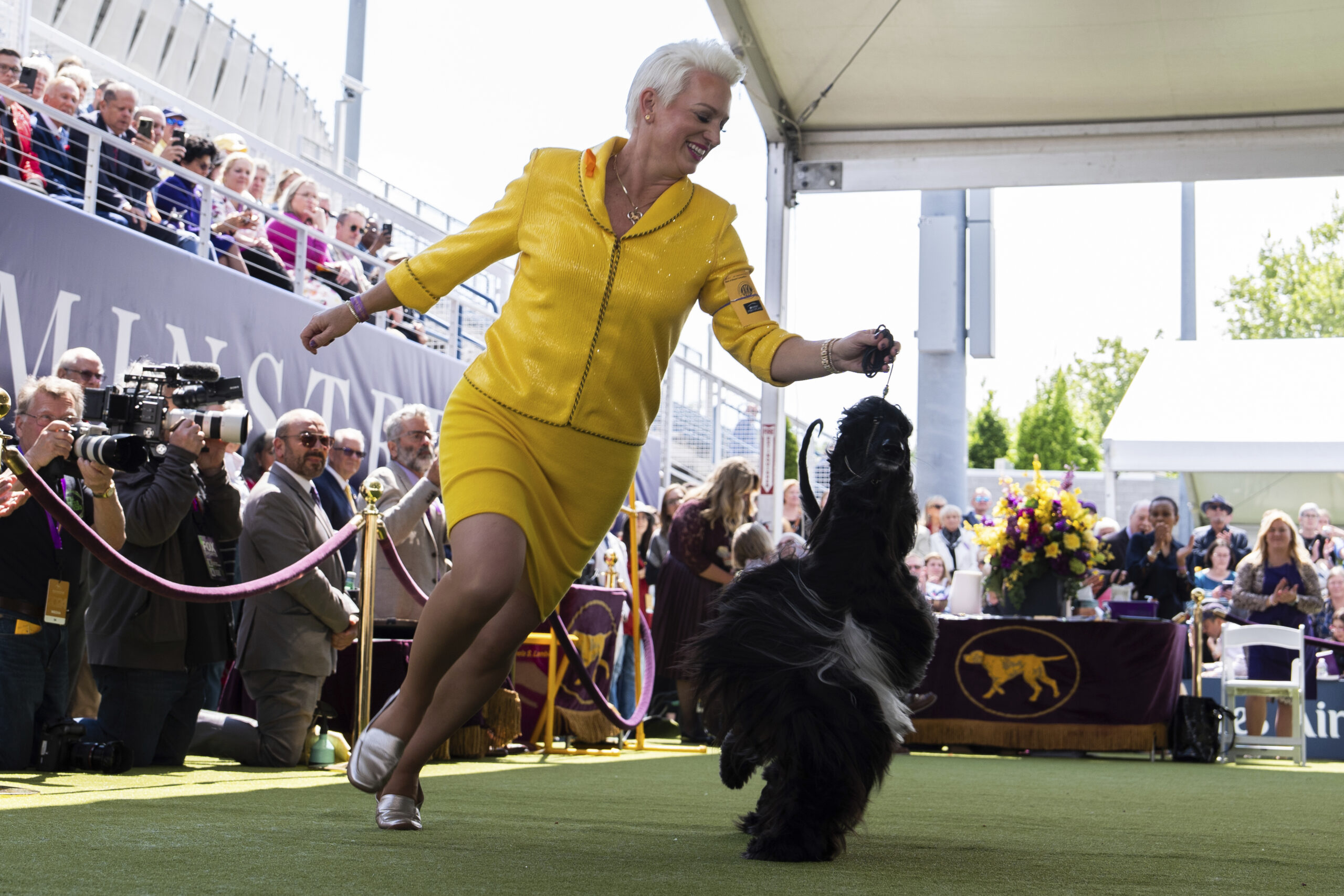 Westminster Dog Show | News, Sports, Jobs - News and Sentinel